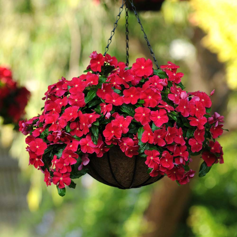 Vinca Trailing - Packs | Crystal Creek Gardens Inc