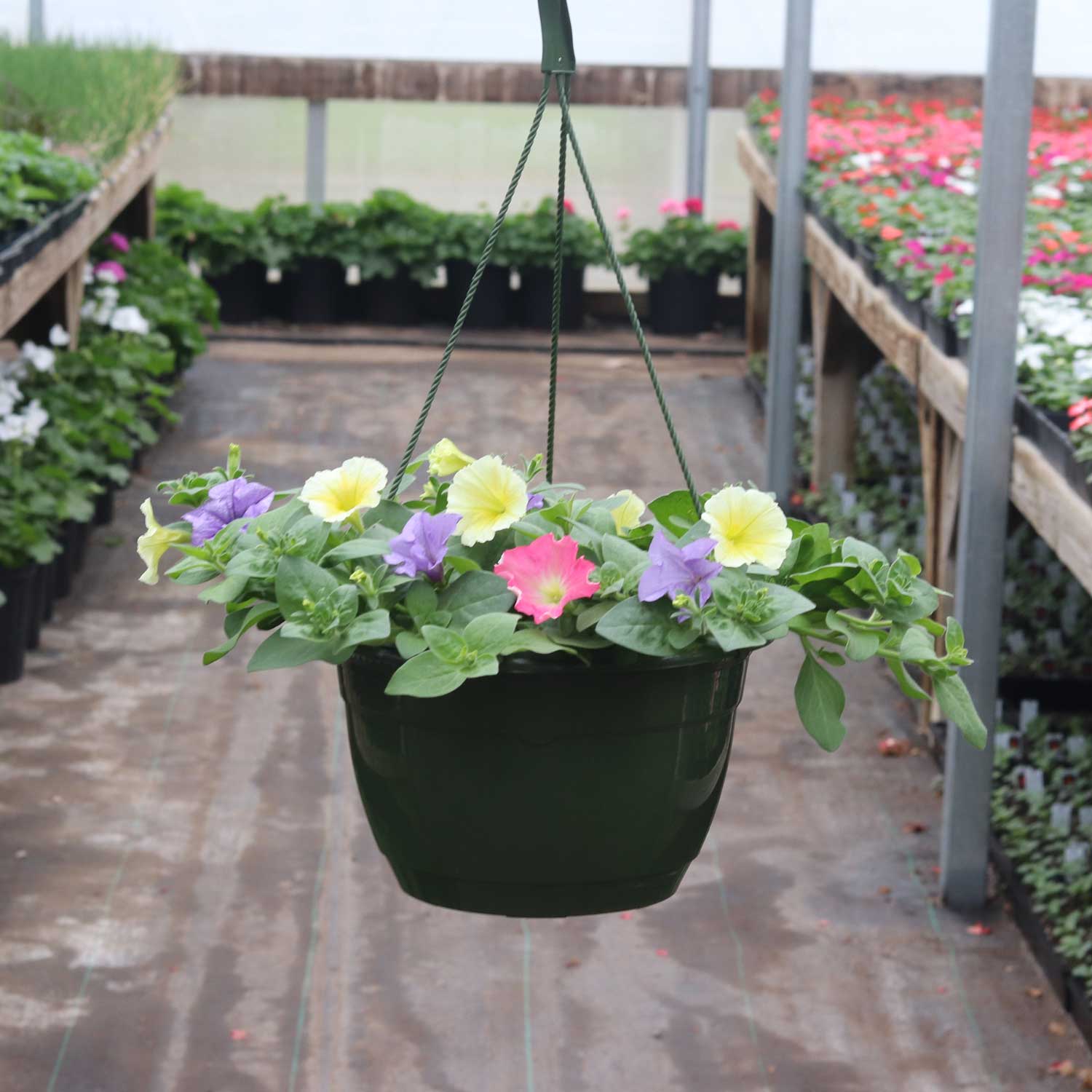 10" Combo Basket #85 | Crystal Creek Gardens Inc
