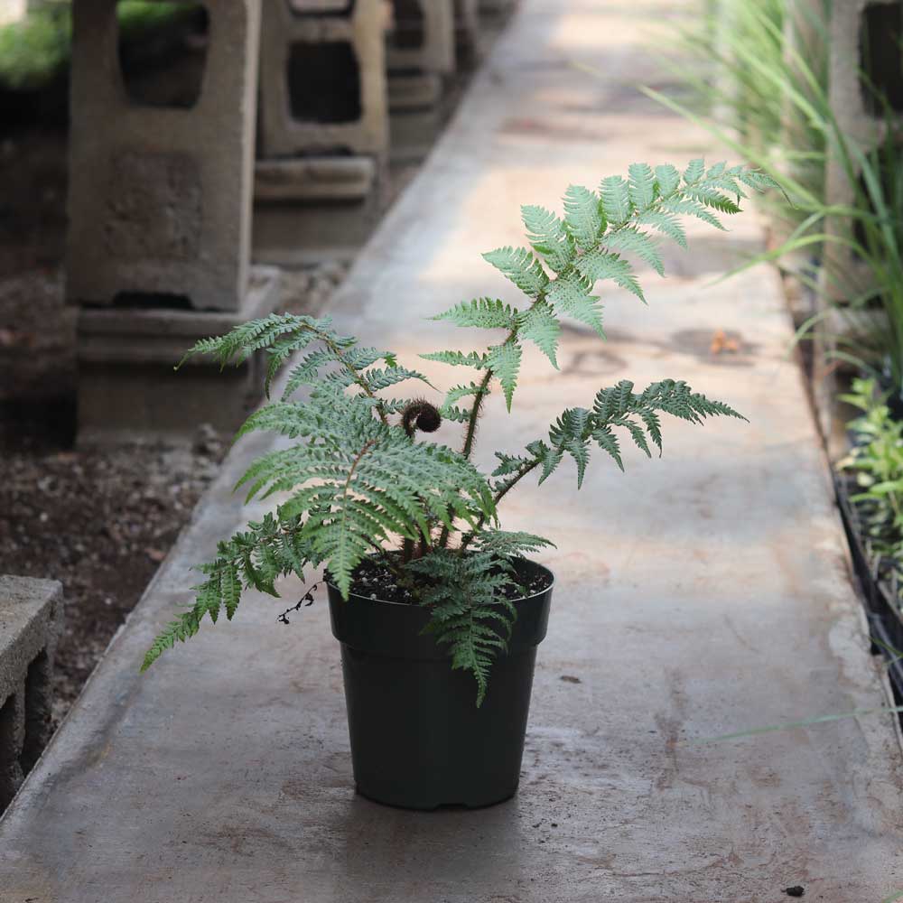 6" Australian Tree Fern | Crystal Creek Gardens Inc
