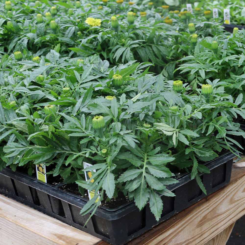 Marigold Packs - African | Crystal Creek Gardens Inc