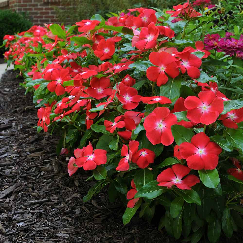 Vinca Upright - Packs | Crystal Creek Gardens Inc