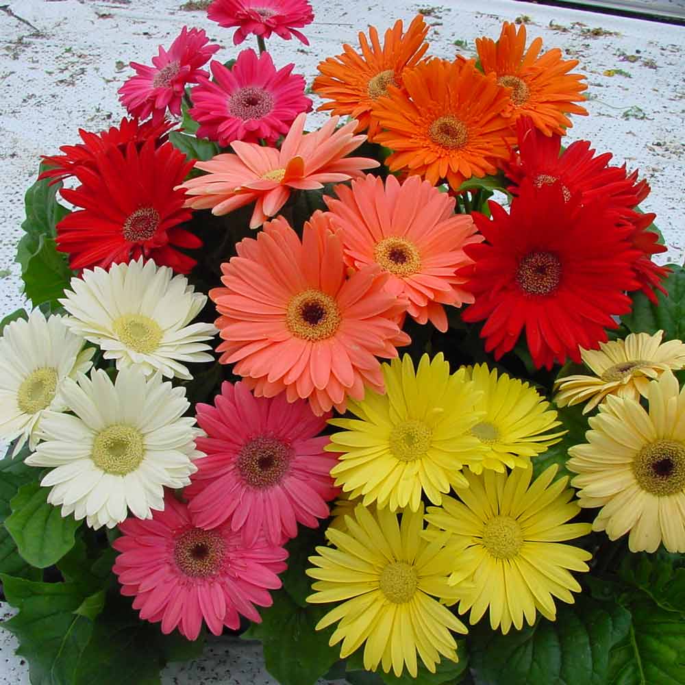 4" Gerbera Daisy Mix | Crystal Creek Gardens Inc