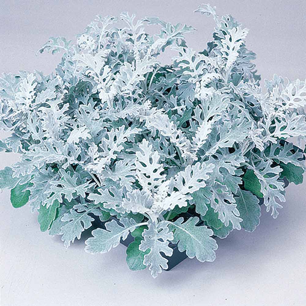 Dusty Miller - Packs | Crystal Creek Gardens Inc