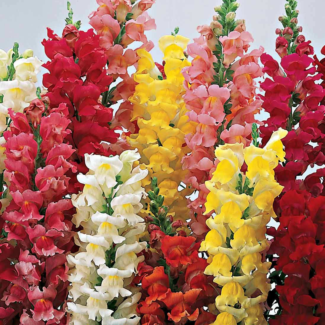 Tall Snapdragon - Packs | Crystal Creek Gardens Inc