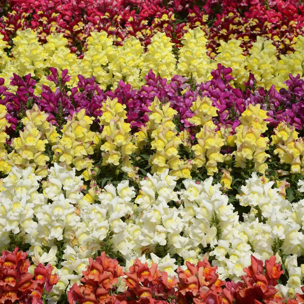 Snapdragons - Packs | Crystal Creek Gardens Inc
