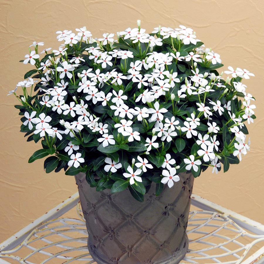 4" Vinca Soiree Kawaii | Crystal Creek Gardens Inc
