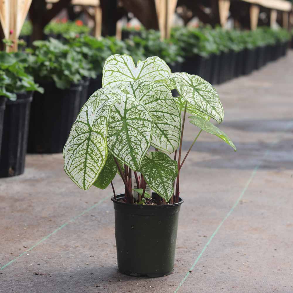 Quart Caladium - Select Your Color | Crystal Creek Gardens Inc