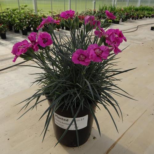Dianthus American Pie Series - Select Your Color | Crystal Creek ...