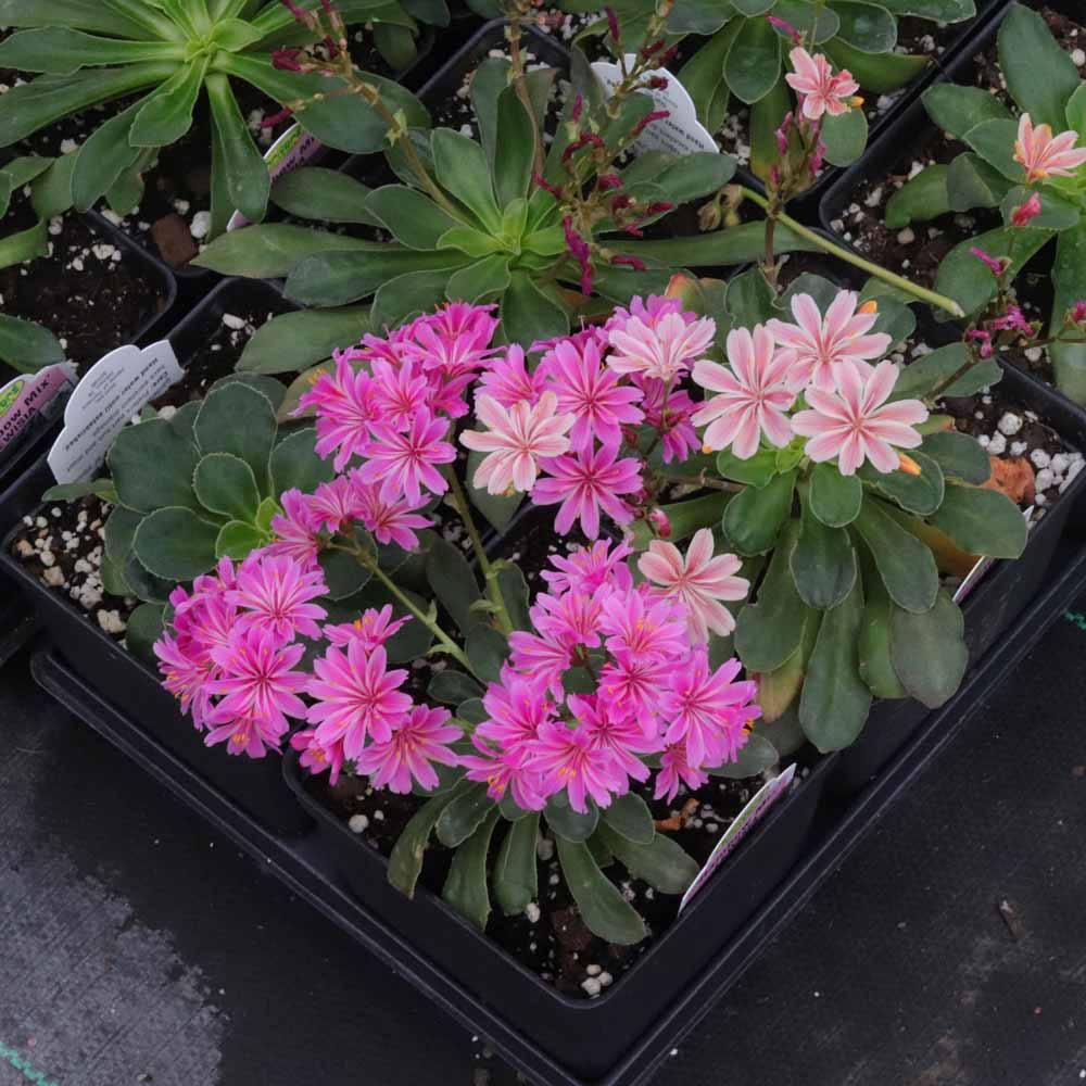 Lewisia Rainbow Mix | Crystal Creek Gardens Inc