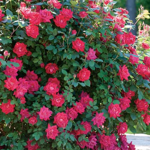 3 Gallon Knockout Roses - Select Your Color | Crystal Creek Gardens Inc