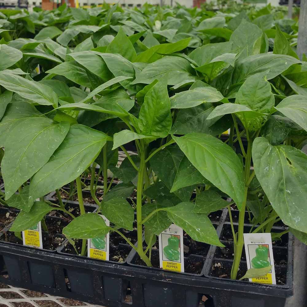 Pack Peppers | Crystal Creek Gardens Inc