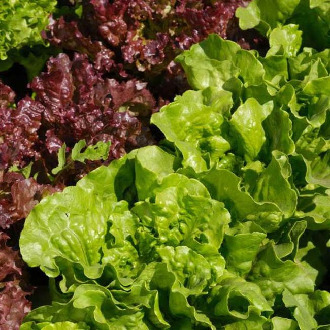 Lettuce Packs | Crystal Creek Gardens Inc