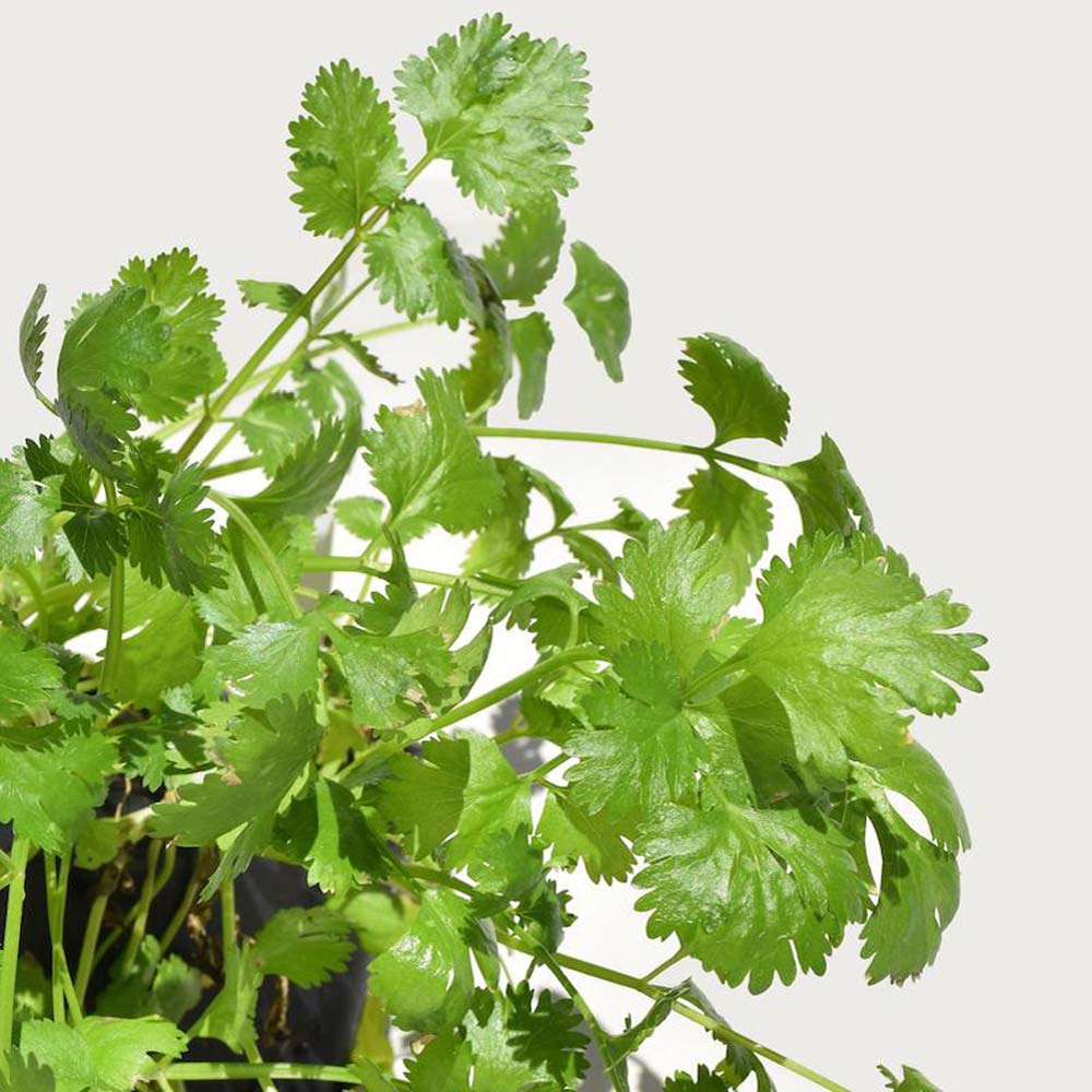 Cilantro - Packs | Crystal Creek Gardens Inc